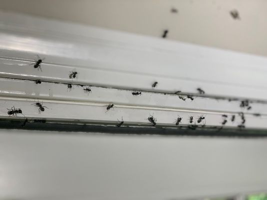 CATSEYE PEST CONTROL - Updated August 2025 - 26 Photos & 35 Reviews ...