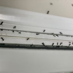 CATSEYE PEST CONTROL - 23 Photos & 21 Reviews - 470 Atlantic Ave ...