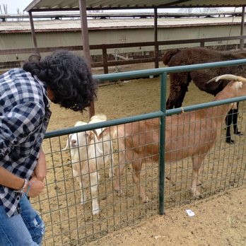 MAUST’S CALIFORNIA POULTRY - Updated December 2025 - 271 Photos & 139 ...