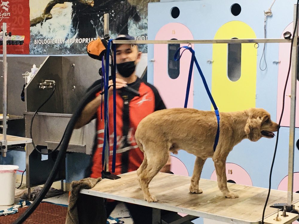 PIMP MY POOCH PET SPA - Updated May 2024 - 204 Photos & 418 Reviews ...