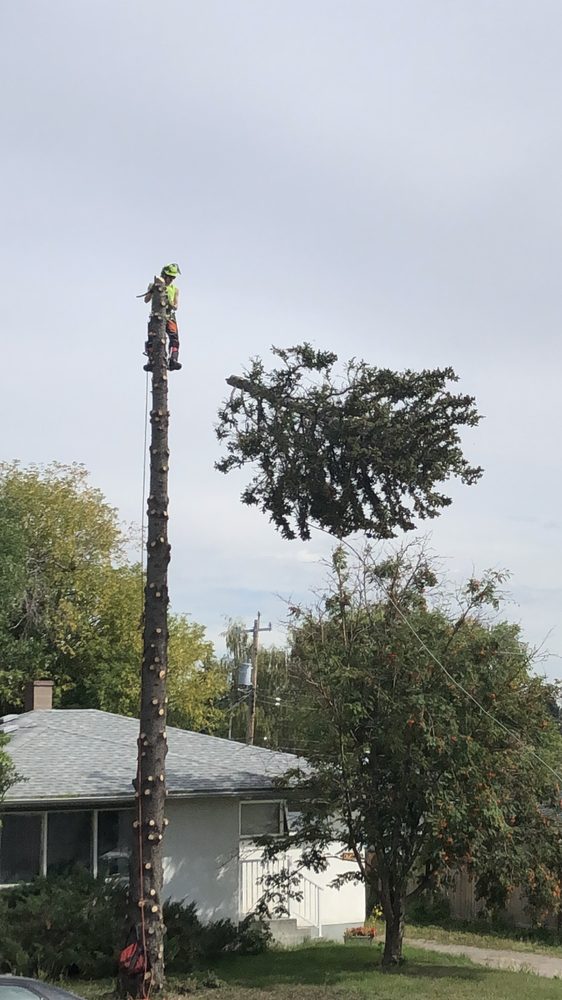 OPEN CANOPY TREE & LANDSCAPE - 81 Glacier Dr SW, Calgary, Alberta ...