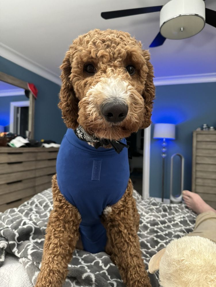 CLOCKTOWER ANIMAL HOSPITAL - Updated June 2024 - 44 Photos & 202 ...