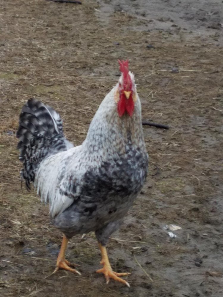 ALEXANDER FARM, FIBERS AND MORE! - Updated April 2026 - 64639 US ...