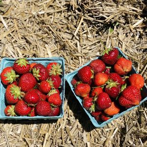 SPRINGDALE FARM MARKET - Updated May 2024 - 37 Photos & 40 Reviews ...