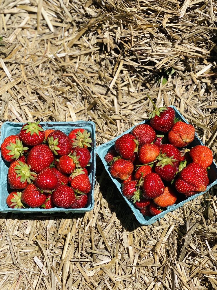 DUFFIELD’S FARM MARKET - Updated June 2024 - 43 Photos & 52 Reviews ...