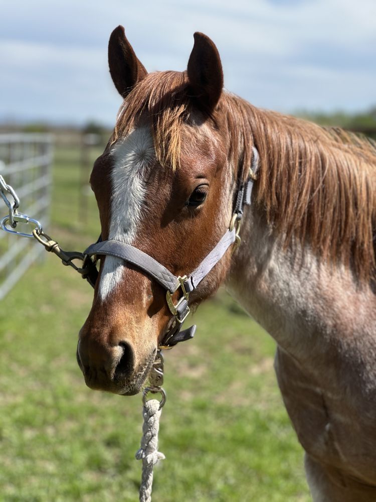 OWEN EQUINE - Updated July 2025 - Request Information - 22950 Reno Ave ...