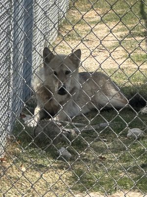 SAINT FRANCIS WOLF SANCTUARY - Updated October 2025 - 110 Photos & 48 ...