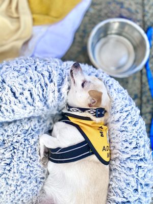 MUTTVILLE SENIOR DOG RESCUE - Updated October 2025 - 347 Photos & 169 ...