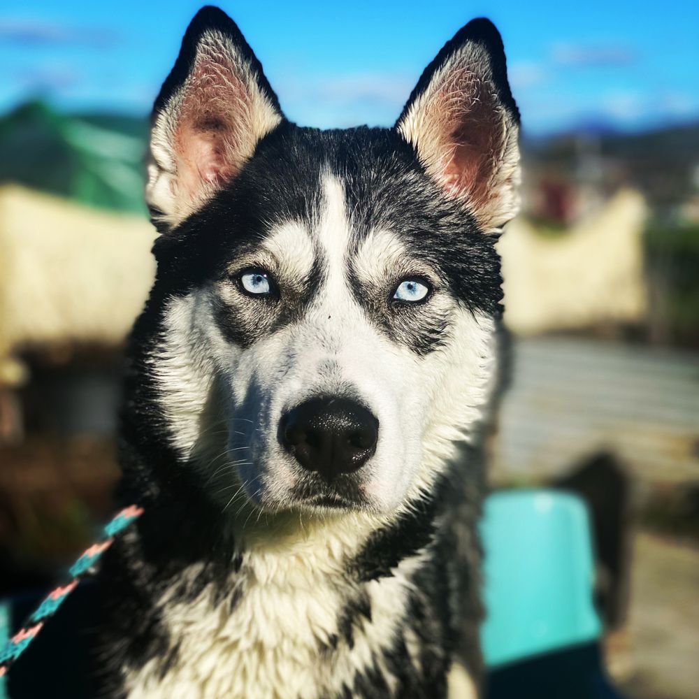 DOGWORKS - Updated June 2025 - 32 Photos - Somerset, California - Pet Training - Phone Number - Yelp