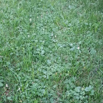 TRUGREEN CHEMLAWN - Updated July 2025 - 13 Reviews - 966 Seton Ct ...