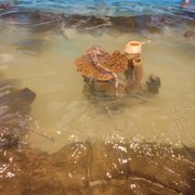 ESSEX COUNTY TURTLE BACK ZOO - 1405 Photos & 398 Reviews - 560 ...