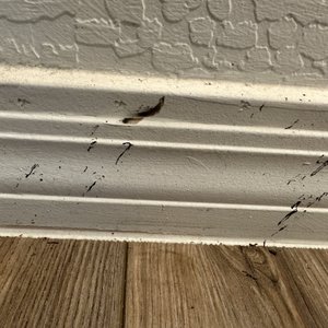 BURNS PEST ELIMINATION - Updated August 2025 - 80 Photos & 189 Reviews ...
