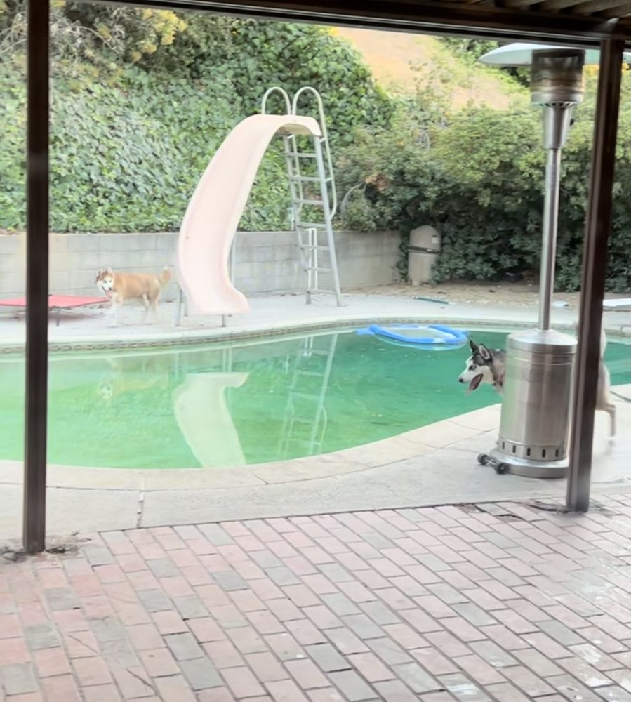 REAL DEAL NEIL POOLS - La Puente, California - Pool Cleaners - Phone ...