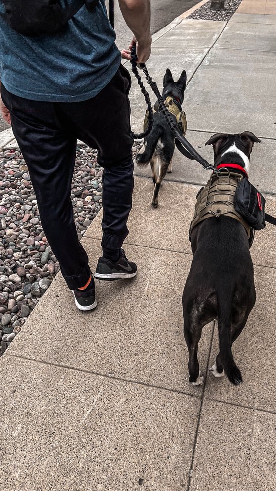 DOGS WITH MAN - Updated March 2024 - Chula Vista, California - Dog ...