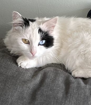 AMAZING SMALL ANIMAL PRACTICE - Updated November 2025 - 80 Photos & 168 ...