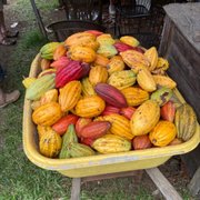 THE ORIGINAL HAWAIIAN CHOCOLATE FACTORY - 201 Photos & 160 Reviews - 78 ...