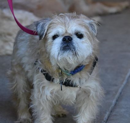 OLD DOG HAVEN - Updated October 2025 - 20 Photos & 36 Reviews - Oak ...