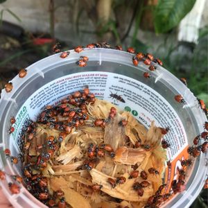 BONGARD’S TREESCAPE NURSERY - 27 Reviews - 12460 San Mateo Rd, Half ...