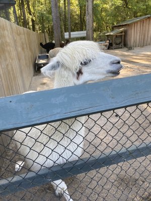 BEE CITY ZOO - Updated September 2024 - 378 Photos & 105 Reviews - 1066 ...