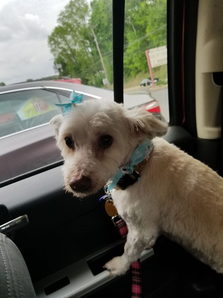 MARY’S DOG HOUSE - Updated January 2026 - 4136 Library Rd, Castle ...