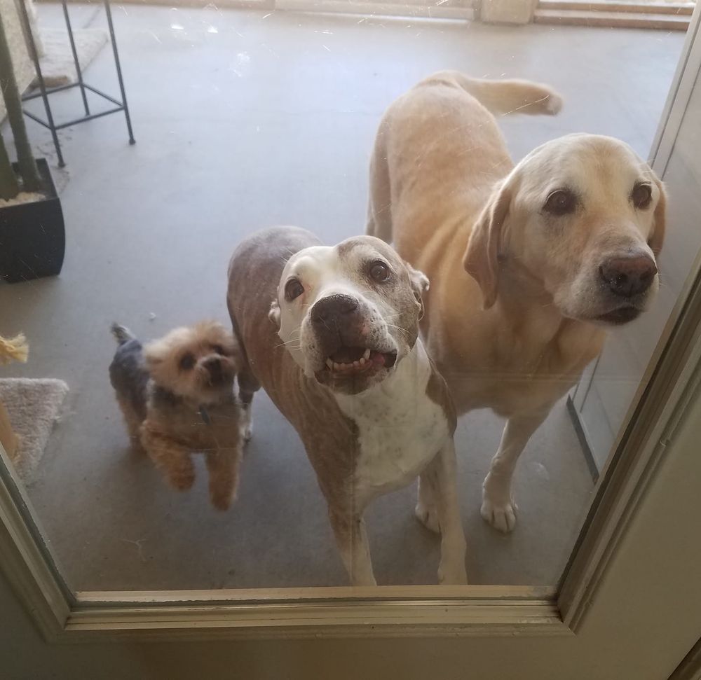 PET SITTING PLUS - KINGMAN - Updated August 2025 - Kingman, Arizona ...