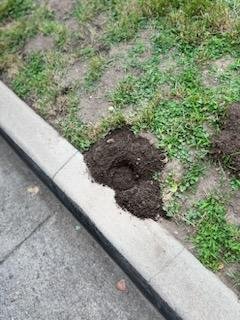 RODENT GUYS - Updated December 2025 - 99 Reviews - 457 W Allen Ave, San ...