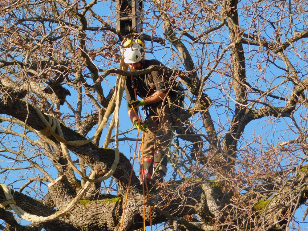 SIERRA VISTA TREE SERVICE - Updated June 2026 - 79 Photos & 28 Reviews ...