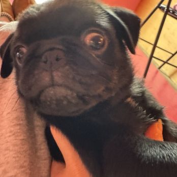 CUPPA PUG - Updated July 2025 - 174 Photos & 66 Reviews - 607 W 9th Ave ...