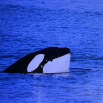 PUGET SOUND EXPRESS - Updated January 2026 - 231 Photos & 93 Reviews ...