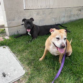 BRANDON FOUCHE - DOG AGGRESSION EXPERT - Updated October 2025 - 90 ...