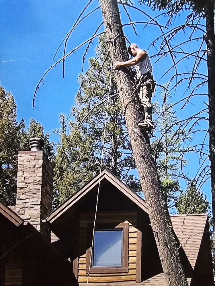 AAA TREE SERVICES - Updated December 2025 - 10 Photos - 100 Shelter ...