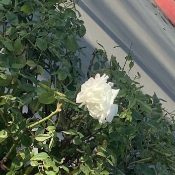 SOUTH BON VIEW PARK - Updated July 2024 - 46 Photos - 2033 S Bon View ...