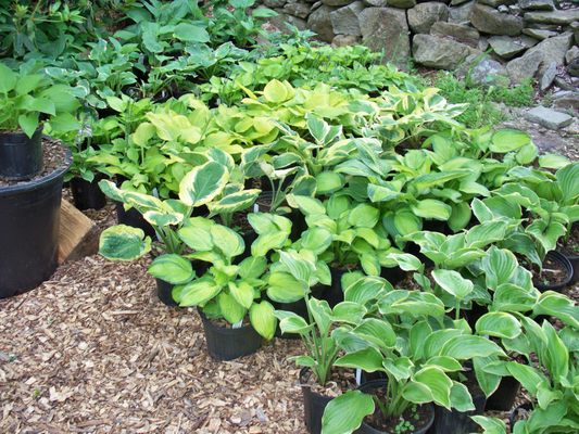 THE HOSTA FARM OF MENDON - Updated October 2025 - 52 Bates St, Mendon ...