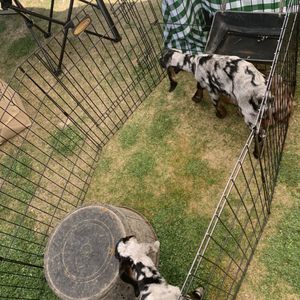 VERTUCCIO FARMS - Updated September 2025 - 300 Photos & 159 Reviews ...