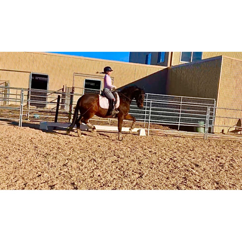 SKYE SIMPSON DRESSAGE - 12 Photos - Austin, Texas - Horseback Riding ...