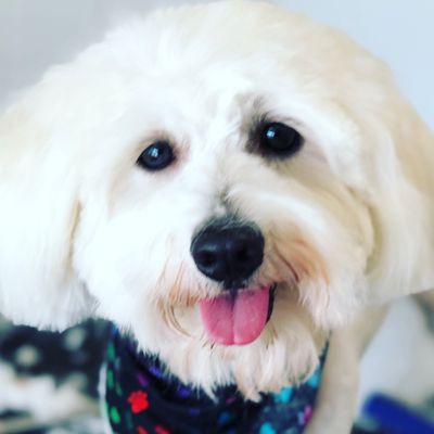 VIP DOG GROOMING - Updated December 2025 - 968 Photos & 734 Reviews ...