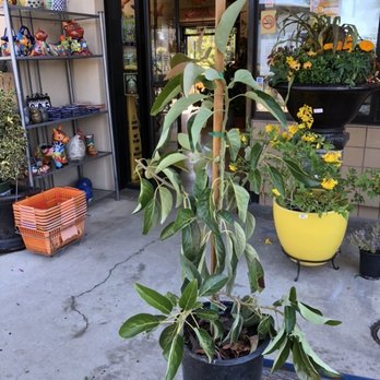 LOUIE’S NURSERY - Updated May 2025 - 283 Photos & 185 Reviews - 16310 ...