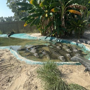 ALLIGATOR ALLEY - Updated January 2025 - 493 Photos & 170 Reviews ...