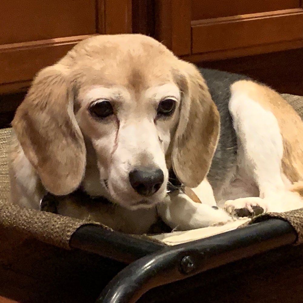 PLANO’S 4 PAWS INN - 10 Photos & 47 Reviews - 3309 Coit Rd, Plano ...