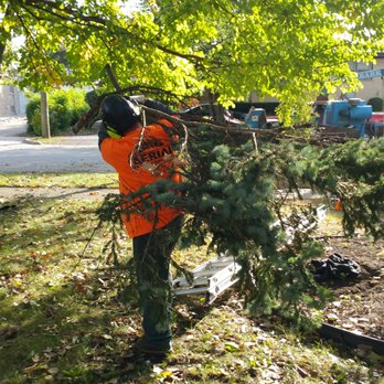 AERIAL TREE SERVICES - Updated December 2025 - 33 Photos & 12 Reviews ...