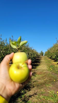 APPLE RIDGE ORCHARDS - Updated August 2024 - 203 Photos & 87 Reviews ...