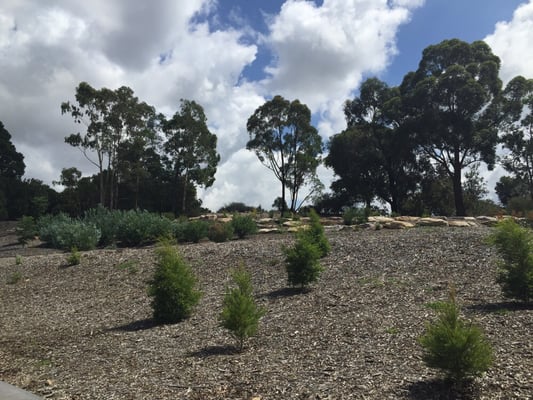 THE AUSTRALIAN BOTANIC GARDEN, MOUNT ANNAN - Updated September 2024 ...