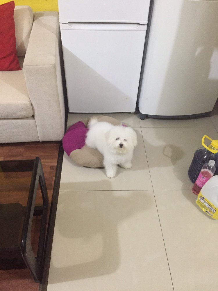 MIMO Y DOG PET - Updated April 2024 - Cerro La Parva 980, Aisén Las ...