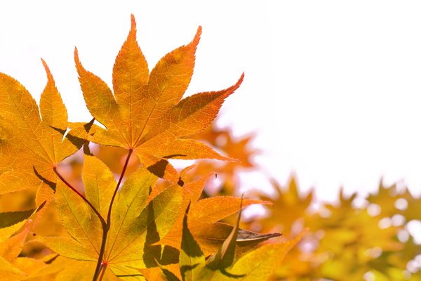 LEAF & LIMB - Updated April 2026 - 66 Photos & 77 Reviews - 511 Nowell ...