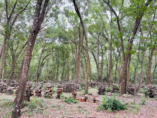 FOXHOLE FARMS - Updated December 2025 - 11 Photos - 31501 Reed Rd, Dade ...