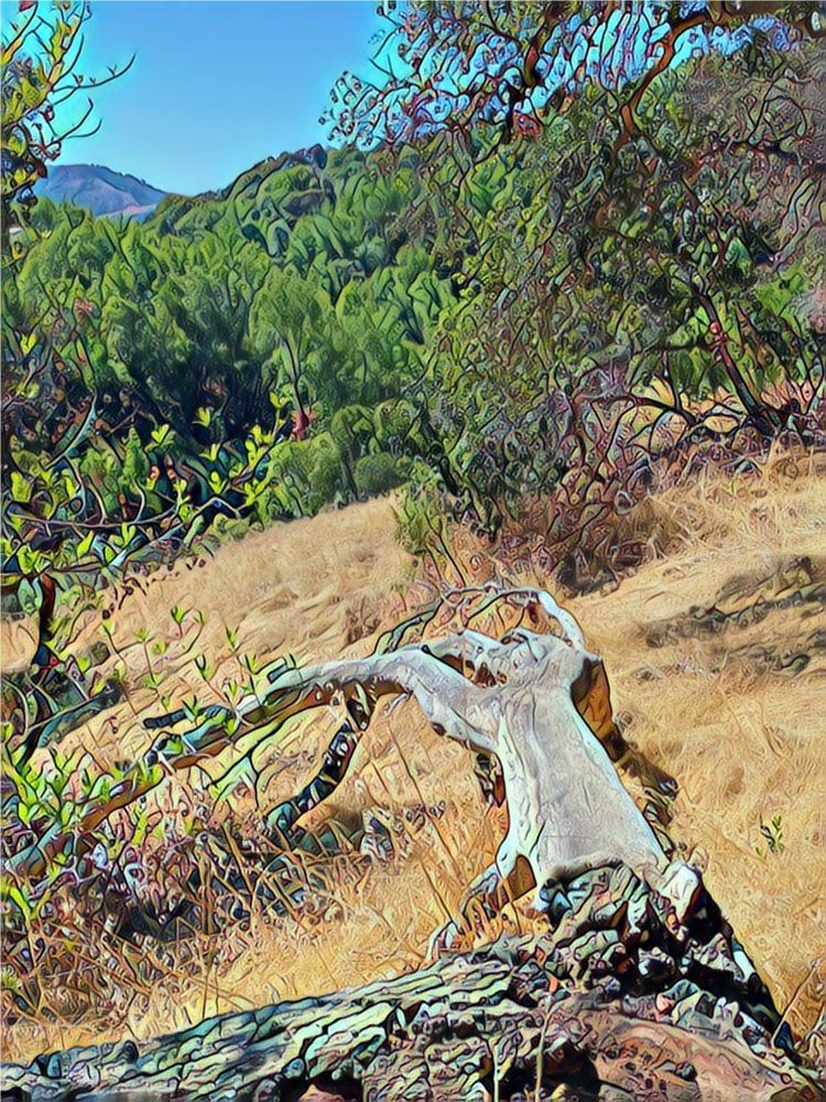 SOBRANTE RIDGE REGIONAL PRESERVE - Updated November 2025 - 35 Photos ...