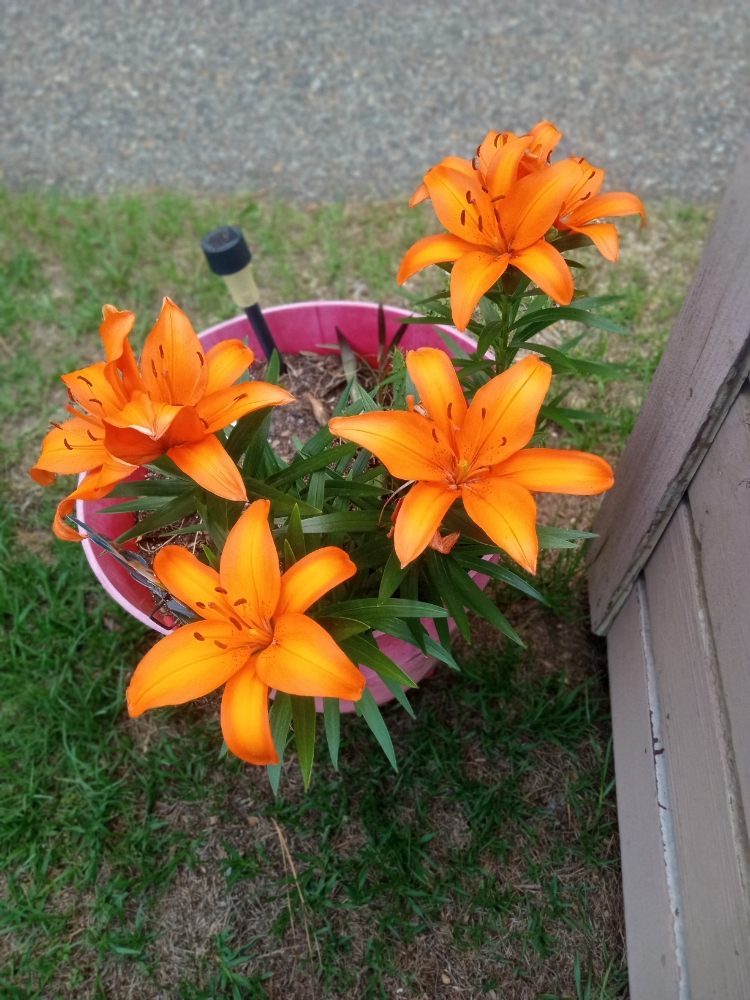 CORNER FLEA MARKET - Updated June 2024 - 120 Simpson Hwy 149, Magee ...