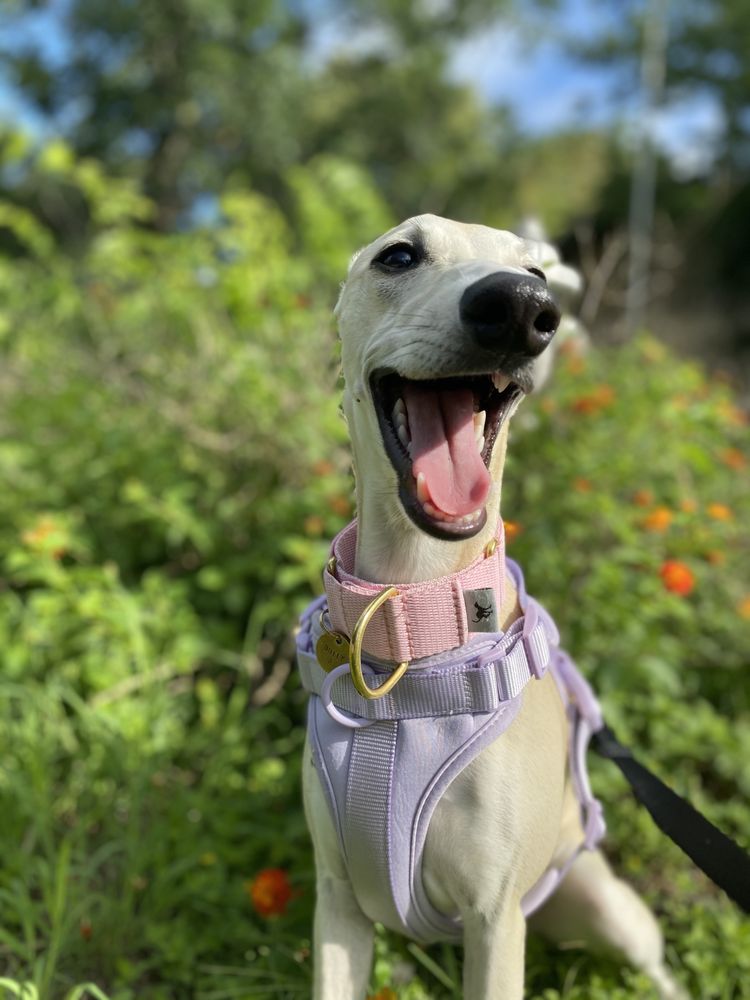 LET’S WALK AUSTIN - Updated August 2025 - 90 Photos & 22 Reviews - 500 ...