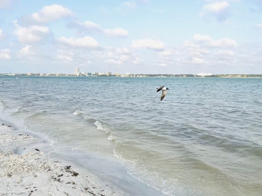 ABU SEBA BEACH - Updated October 2025 - 18 Photos - 1137 Gulf Blvd ...