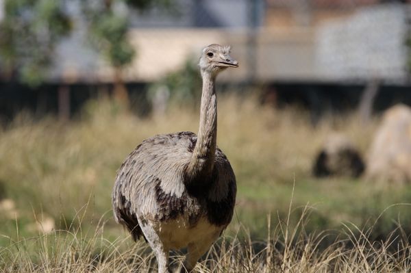 SANTA ANA ZOO - Updated August 2024 - 1402 Photos & 700 Reviews - 1801 ...